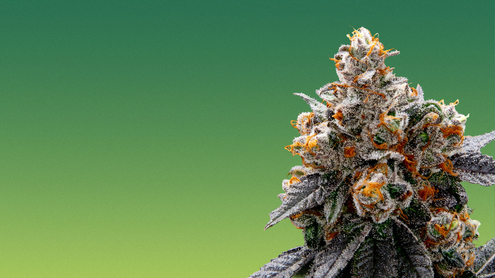 Upstate Elevator Dispensary | Burlington, VT Cannabis Dispensary